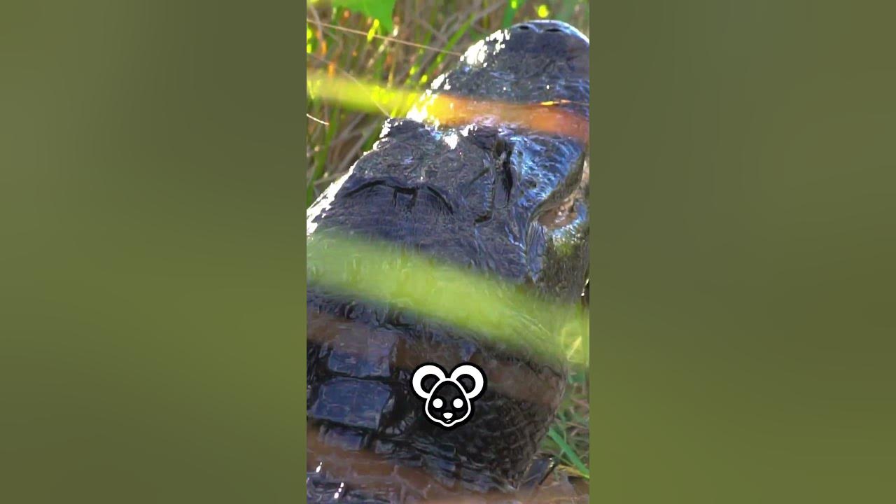 Filming An Alligator eating a Burmese Python! - YouTube