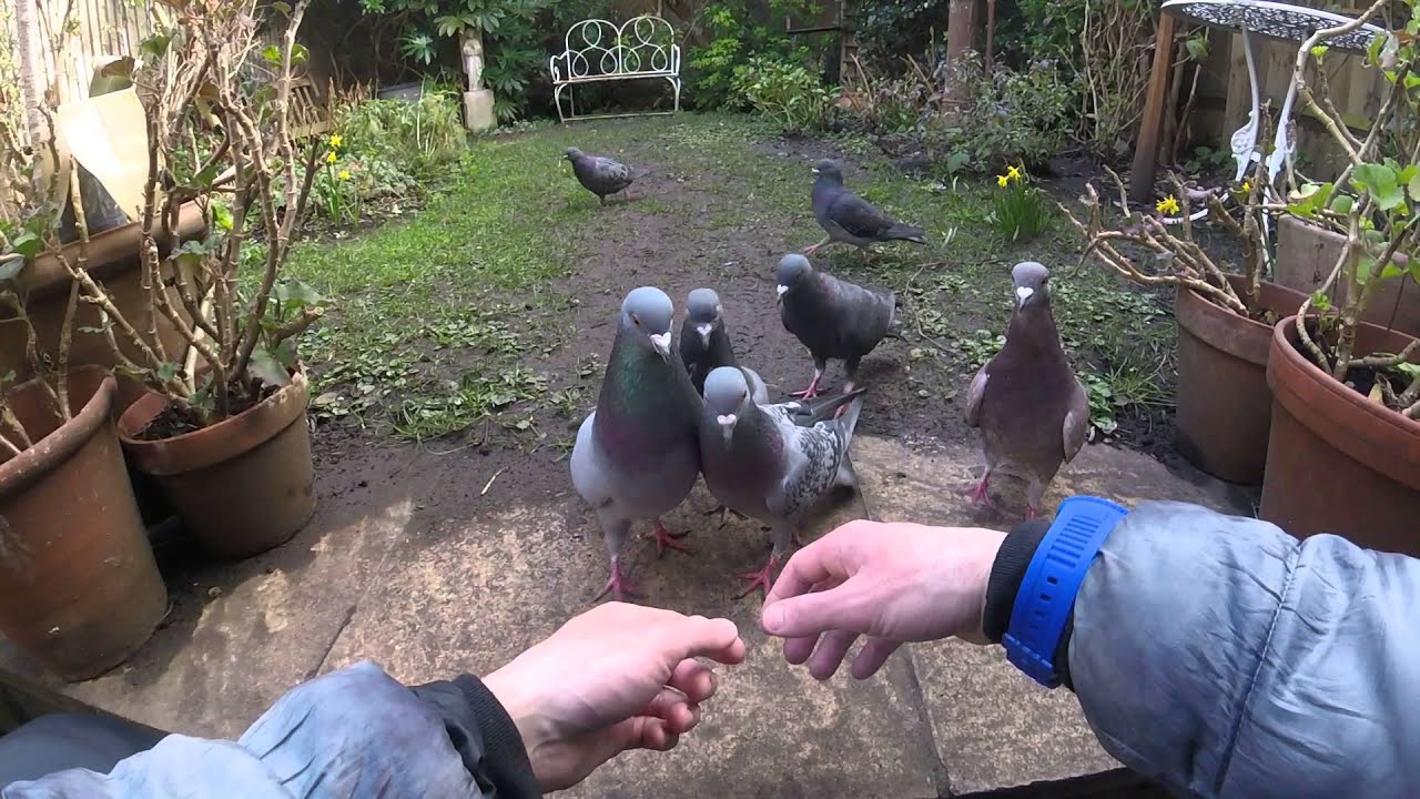 Pigeon slap attack - YouTube