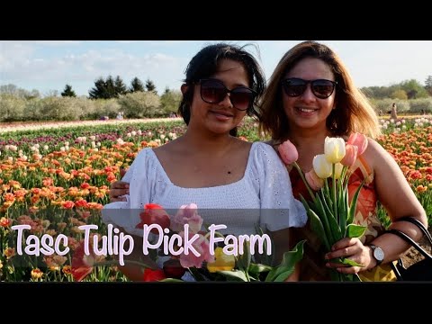 Tasc Tulip Pick Farm ll Fenwick ll Niagara ll Ontario ll Canada - YouTube
