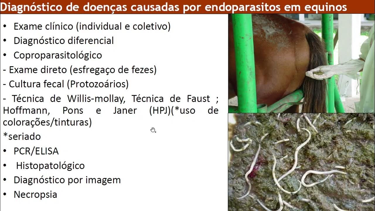 Aula Parasitologia | Doenças causadas por endoparasitos em equinos ...