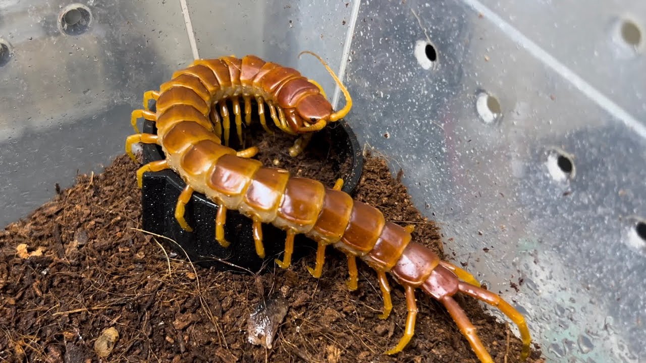 로부스타는 18cm이상으로 성장하면 성체발색이 나오나봅니다 | Adult color of a Robusta centipede ...