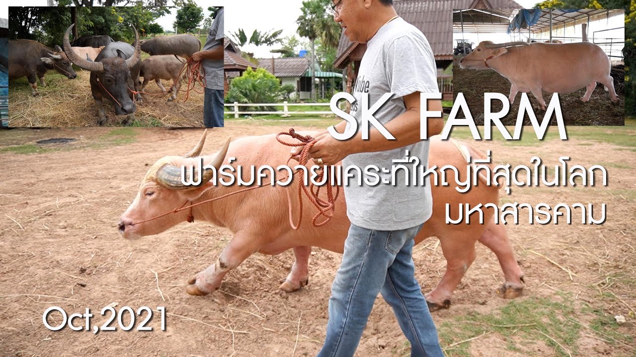 ฟาร์มควายแคระ(เผือก)ที่ใหญ่ที่สุดในโลก SK FARM มหาสารคาม - YouTube