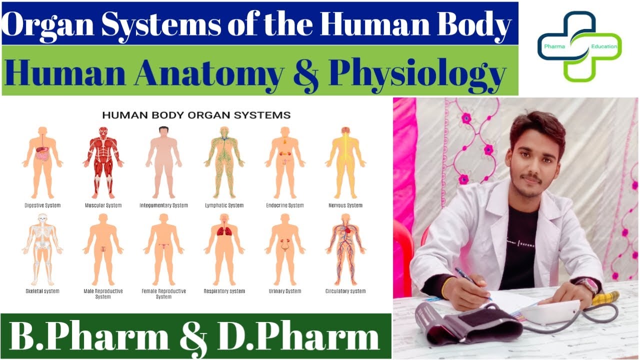 Organ Systems of the Human Body | Components | Functions | Human ...