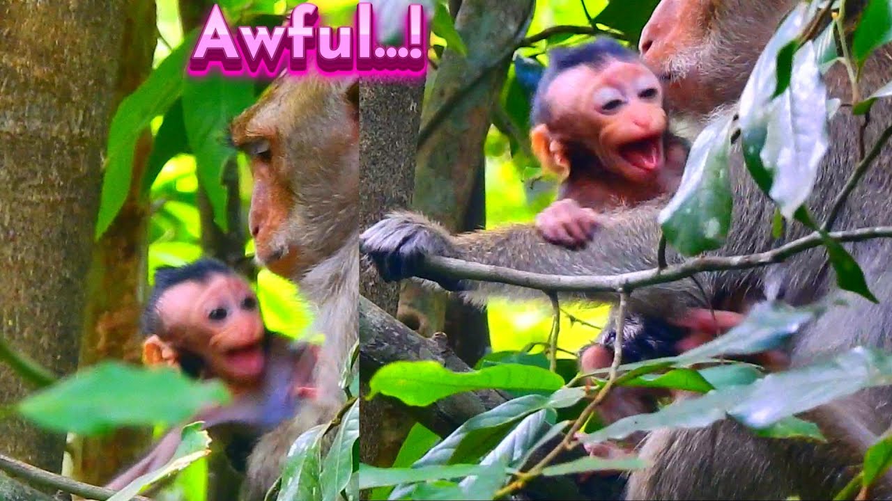 Heartbroken! Newborn Really Cry Loudly Almost Pass Way Cos Grateful ...