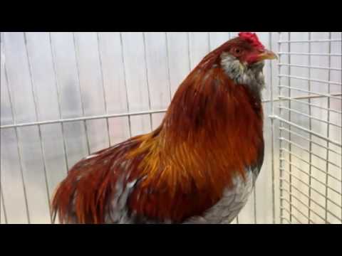Araucana blau-weizenfarbig, RÖK-Bundesschau Wels 2019