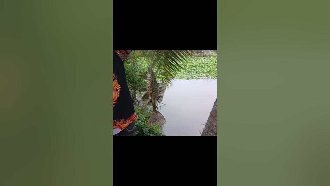 Lên tiếp tục con cá lau kính#cauca#song#chê miền tây - YouTube