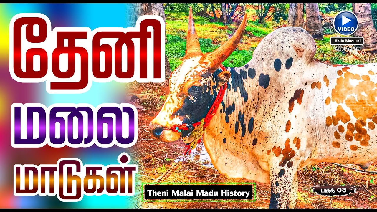 தேனி மலை மாடுகள் வரலாறு | Theni Malai Madu Histroy | Part 01| Hello ...