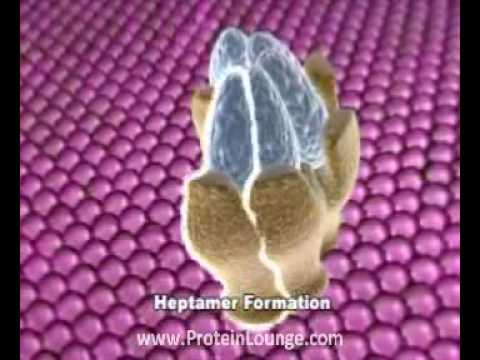 Mechanism of Anthrax Toxins - YouTube