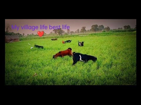 My village life best life ️ and my dog 🐕 RIZWAN RAJPOOT VLOGS 😎 - YouTube
