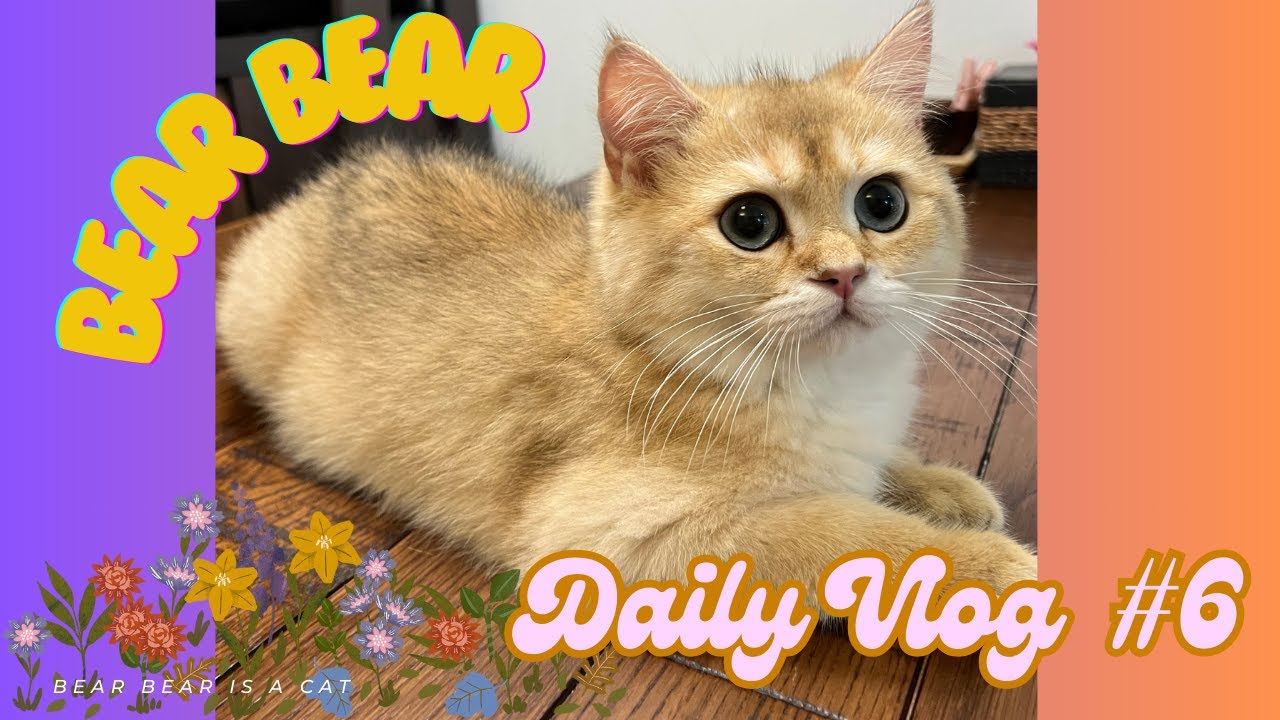 Bear Bear Daily Vlog #6 不幸中之大幸 - YouTube