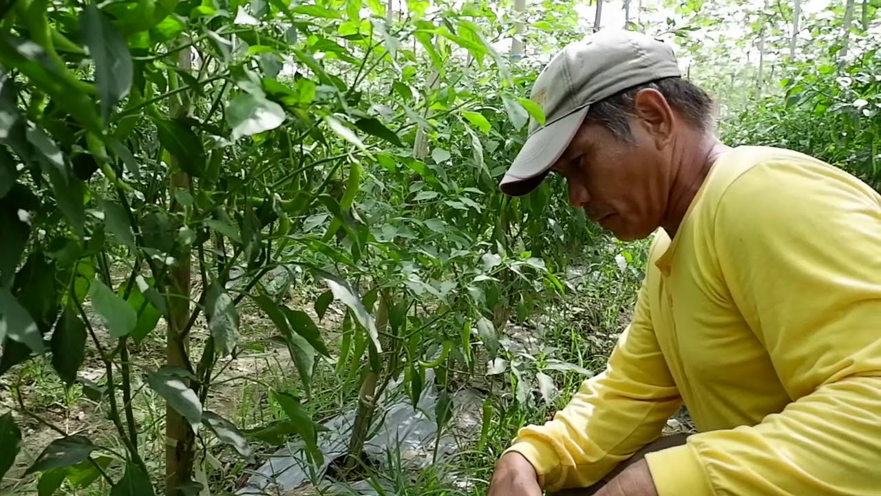 Patola and Pepper or Siling Panigang combo crop. New profitable ...