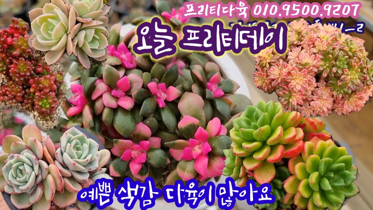 오늘은 프리티데이 아이시그린소인제금춥스샬몬레드베리파스텔💕택배되어요💕프리티다육 01095009207 💕 유료광고포함