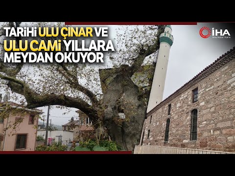 Süleyman Paşa’nın Atını Bağladığı Tarihi Çınar ve Ulu Cami Yıllara Meydan Okuyor