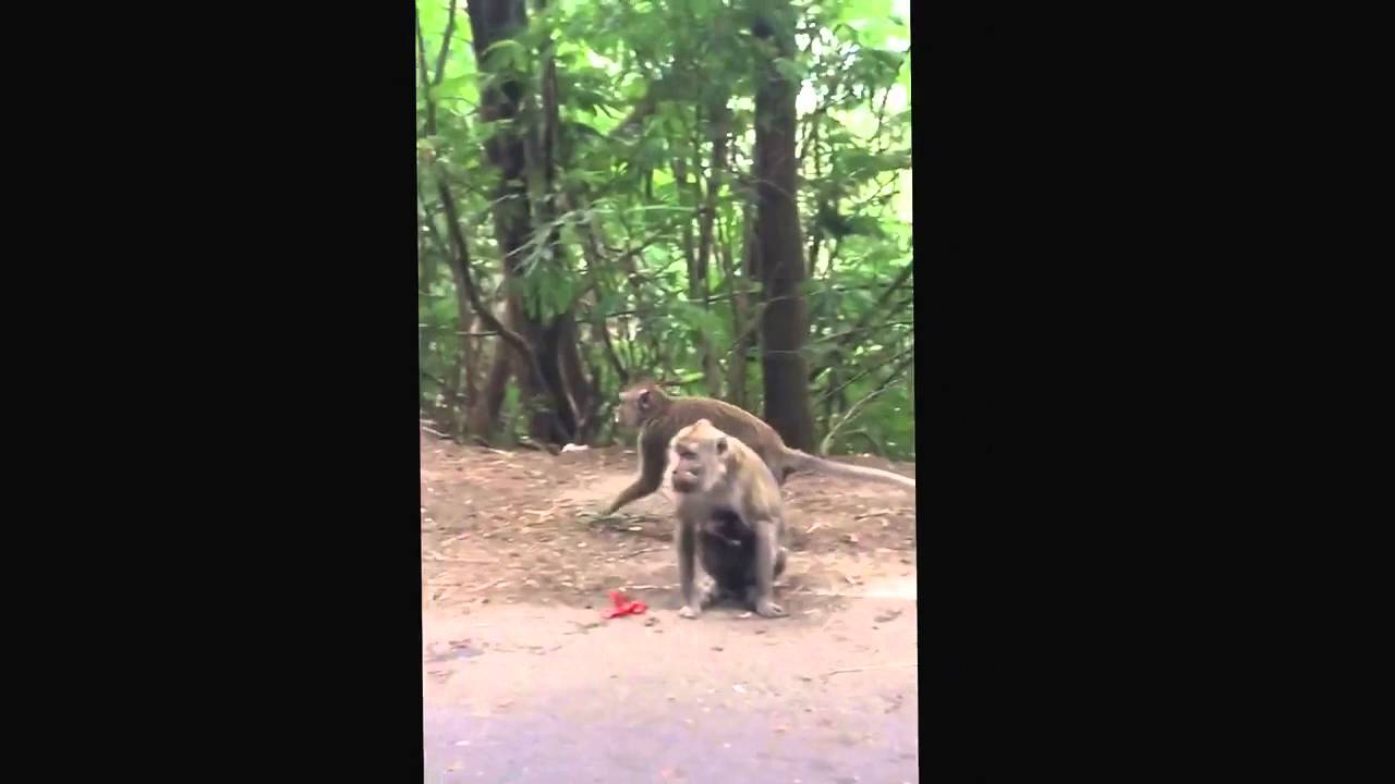 Malang Monkeys! #RaefIndonesia - YouTube