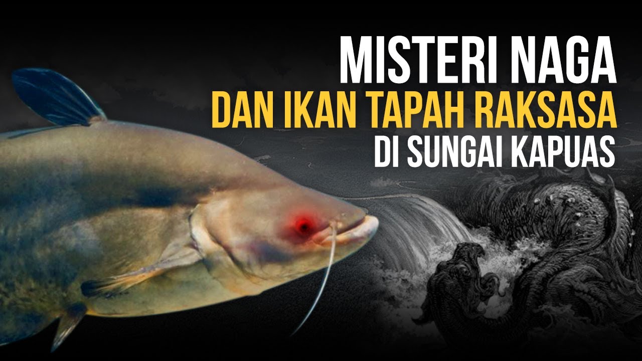 MISTERI IKAN MONSTER SUNGAI KAPUAS, PEMAKAN SEGALANYA? - YouTube