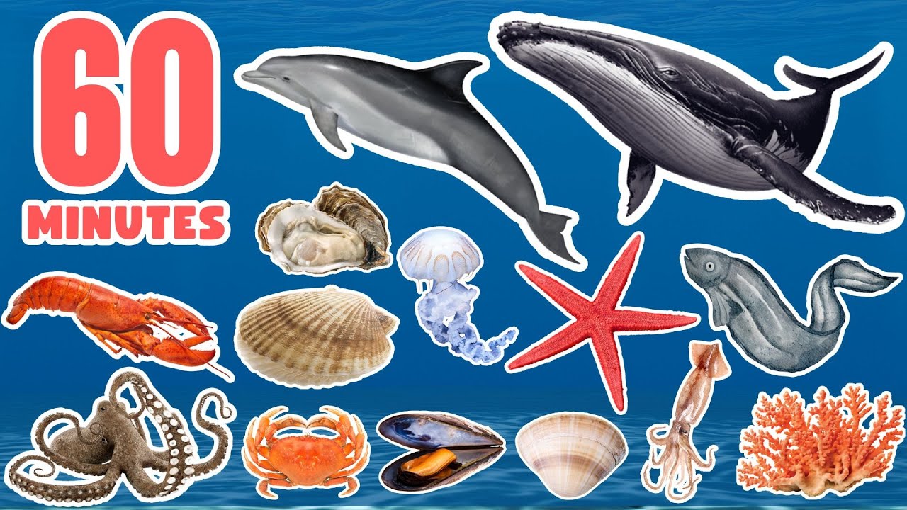 Learn Sea Animals In English For 60 minutes | LEARN ENGLISH | EASY ...