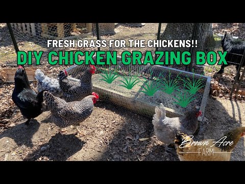 DIY Chicken Coop Run Grazing Box - Fresh Grass for the Chickens! - YouTube