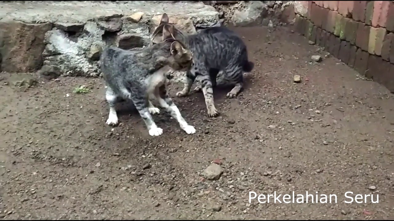 Pertarungan sengit meong garong - YouTube