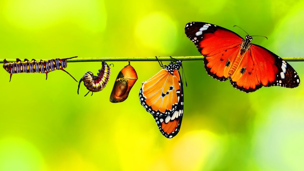 From Caterpillar to Beauty: The Monarch Butterfly Transformation - YouTube