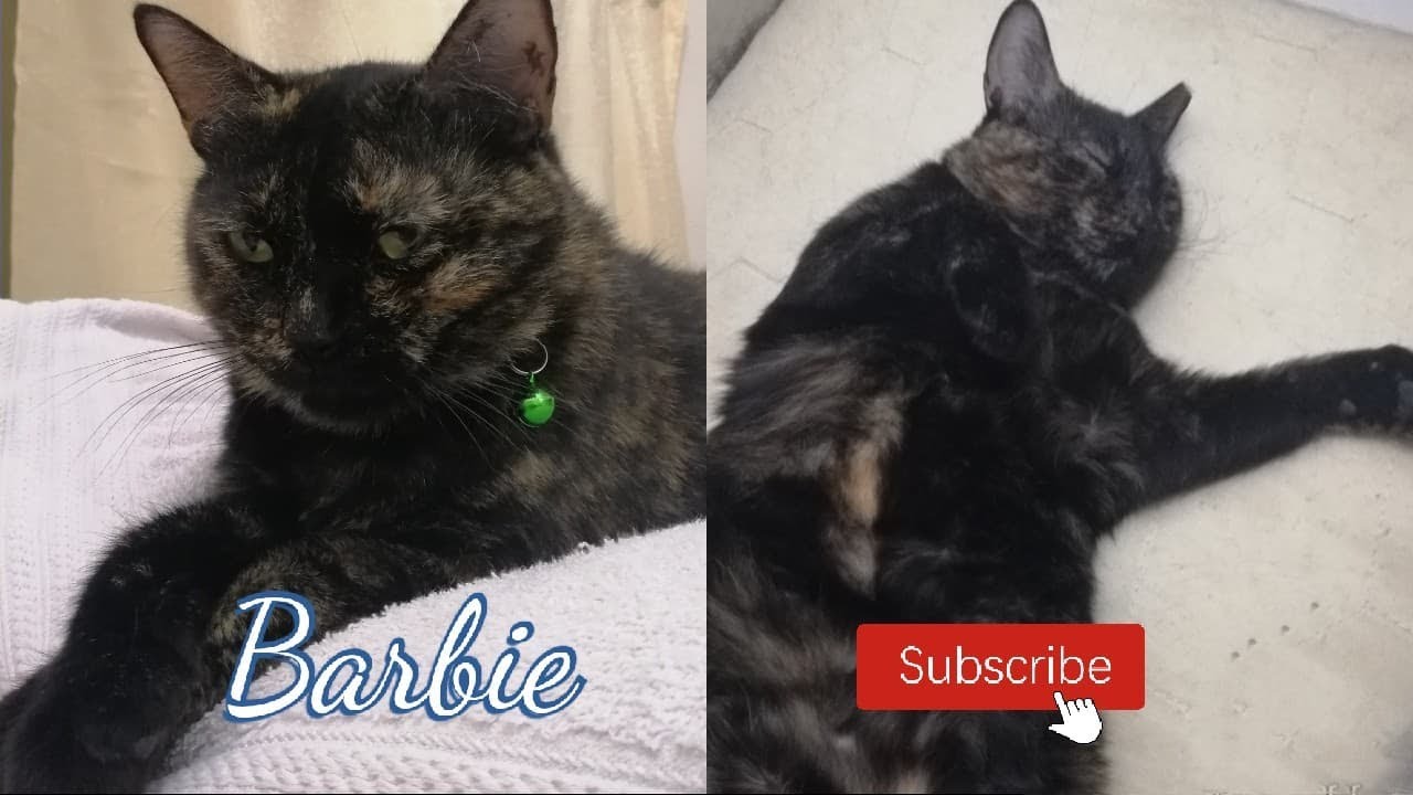 My Tortoise Cat Barbie Cute Video Compilation #cats - YouTube
