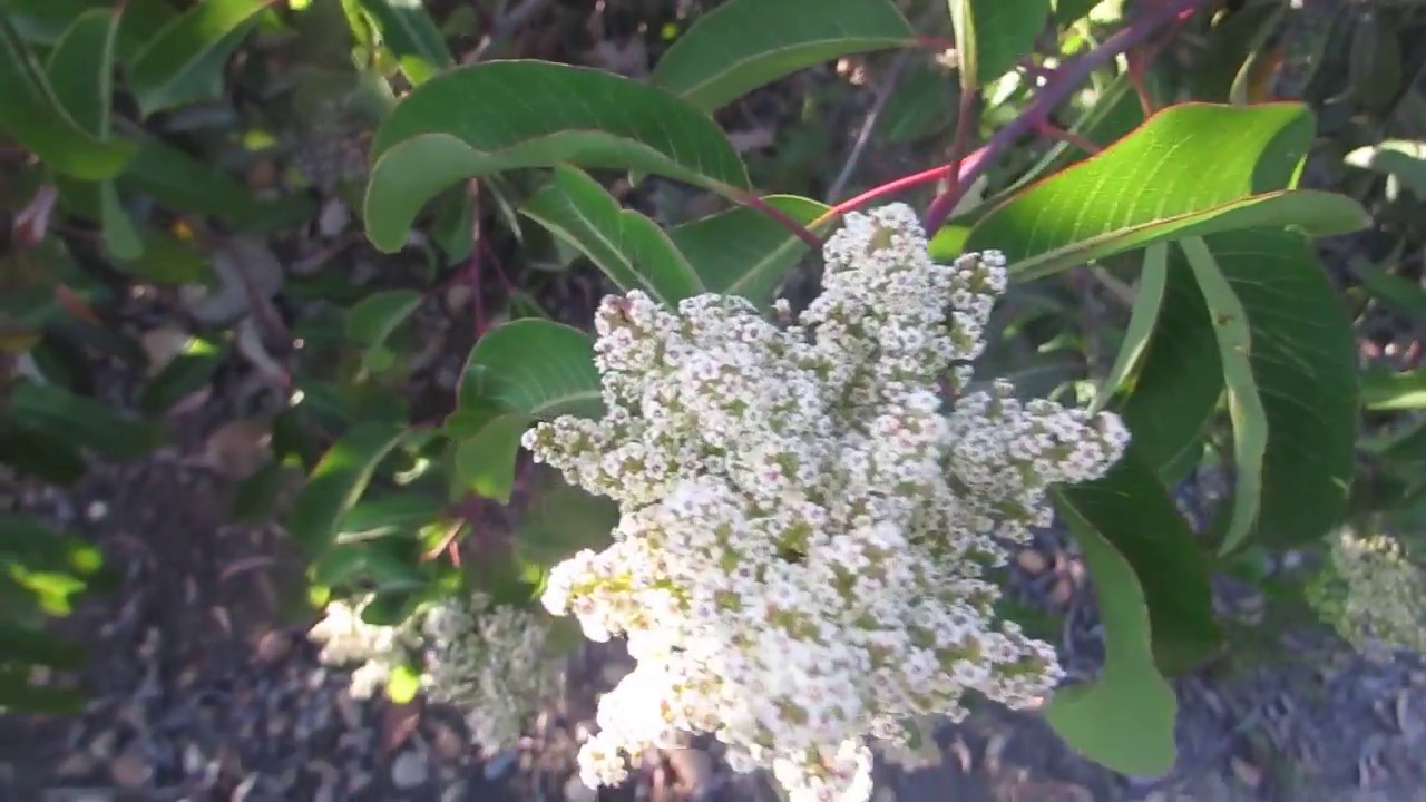Malosma laurina / Laurel sumac / Taco Bush - CA native plant - YouTube