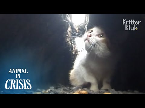 Poor Kitten Stuck In A Narrow Pit Waits For Passengers' Help (Full ver.) | Animal in Crisis EP100