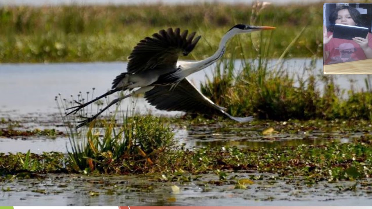 LA LEYENDA DEL CARAÚ - YouTube
