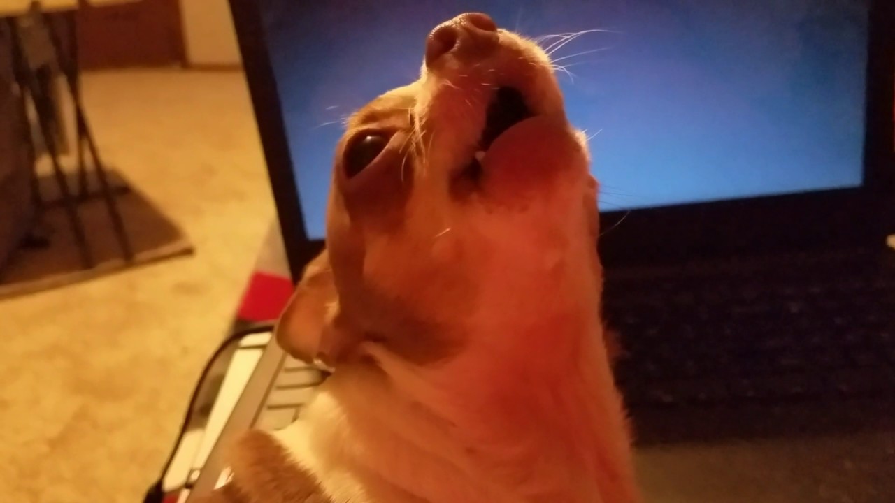 Foxy singing Home on the Range - YouTube