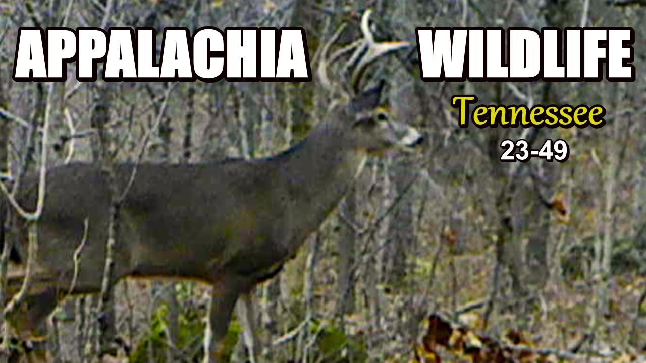 Appalachia Wildlife Video 23-49 of As The Ridge Turns in the Foothills ...