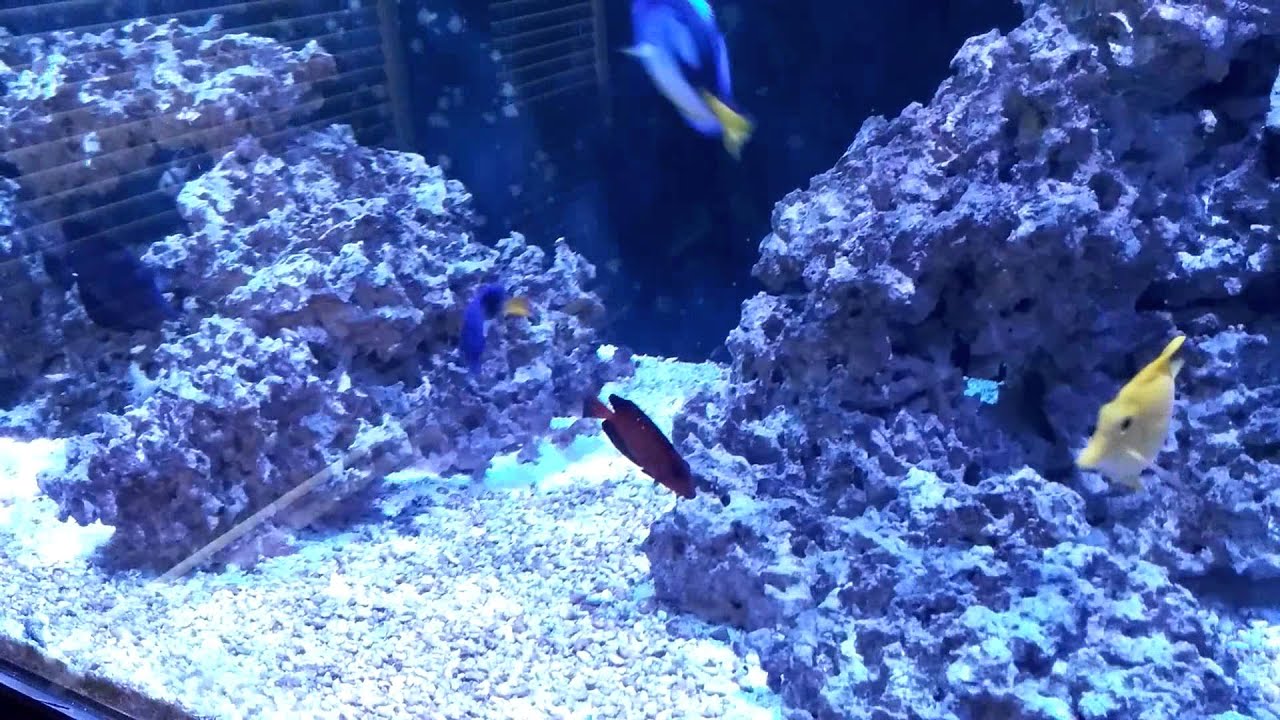 Black Tang Looking For Food - YouTube