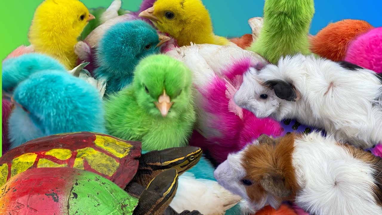 MENEMUKAN MARMUT LUCU, AYAM WARNA WARNI, AYAM TELETUBIS, AYAM LUCU ...