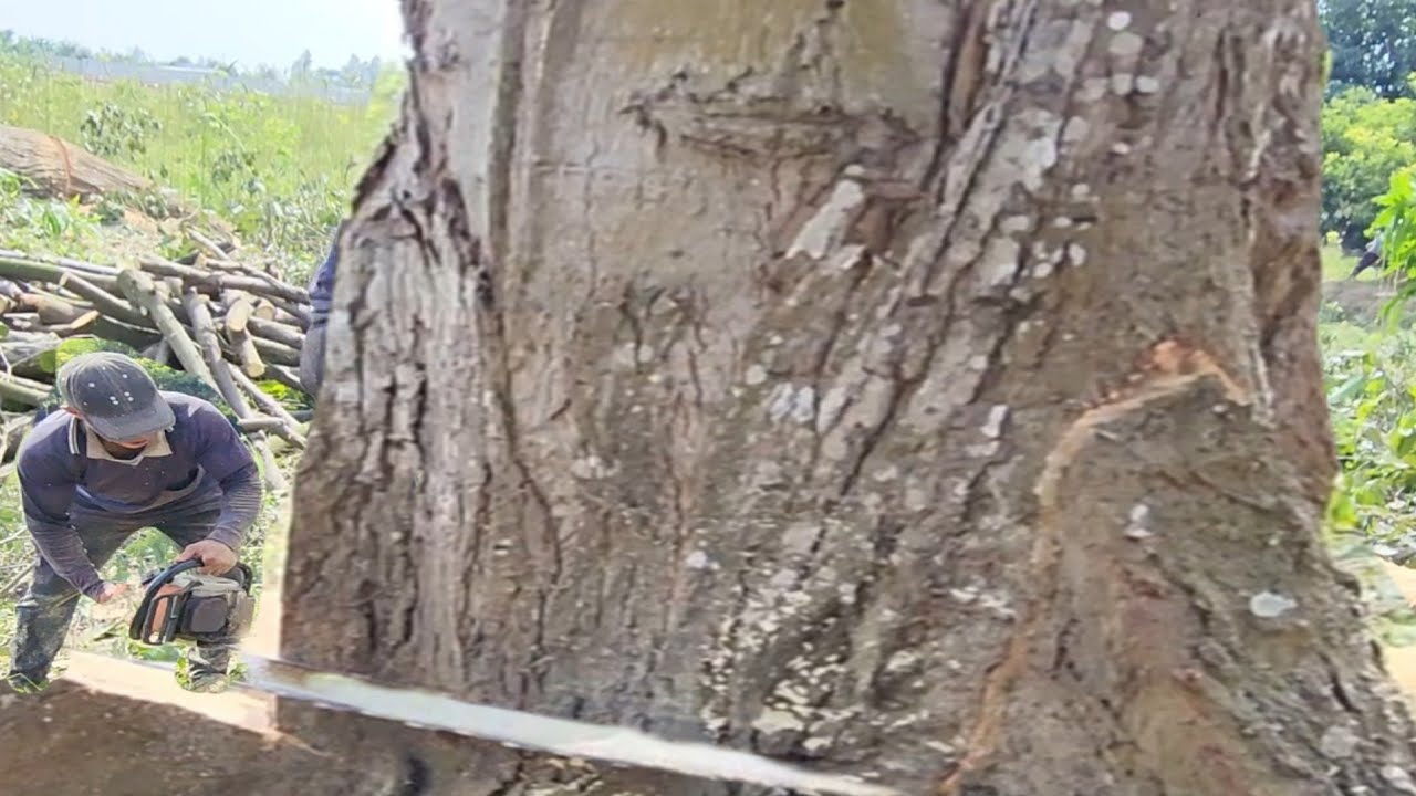 I sawed a 200 star rim tree #high-tech tree saw - YouTube