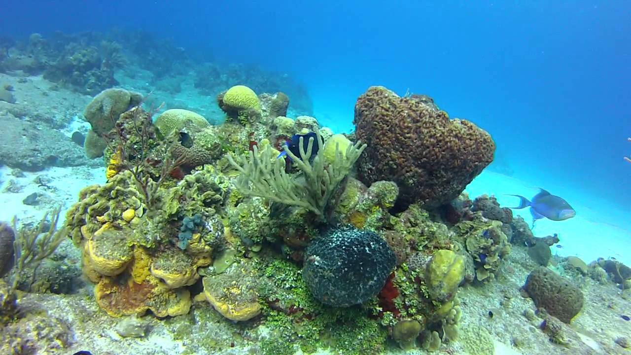 Fish kisses the camera lens - YouTube