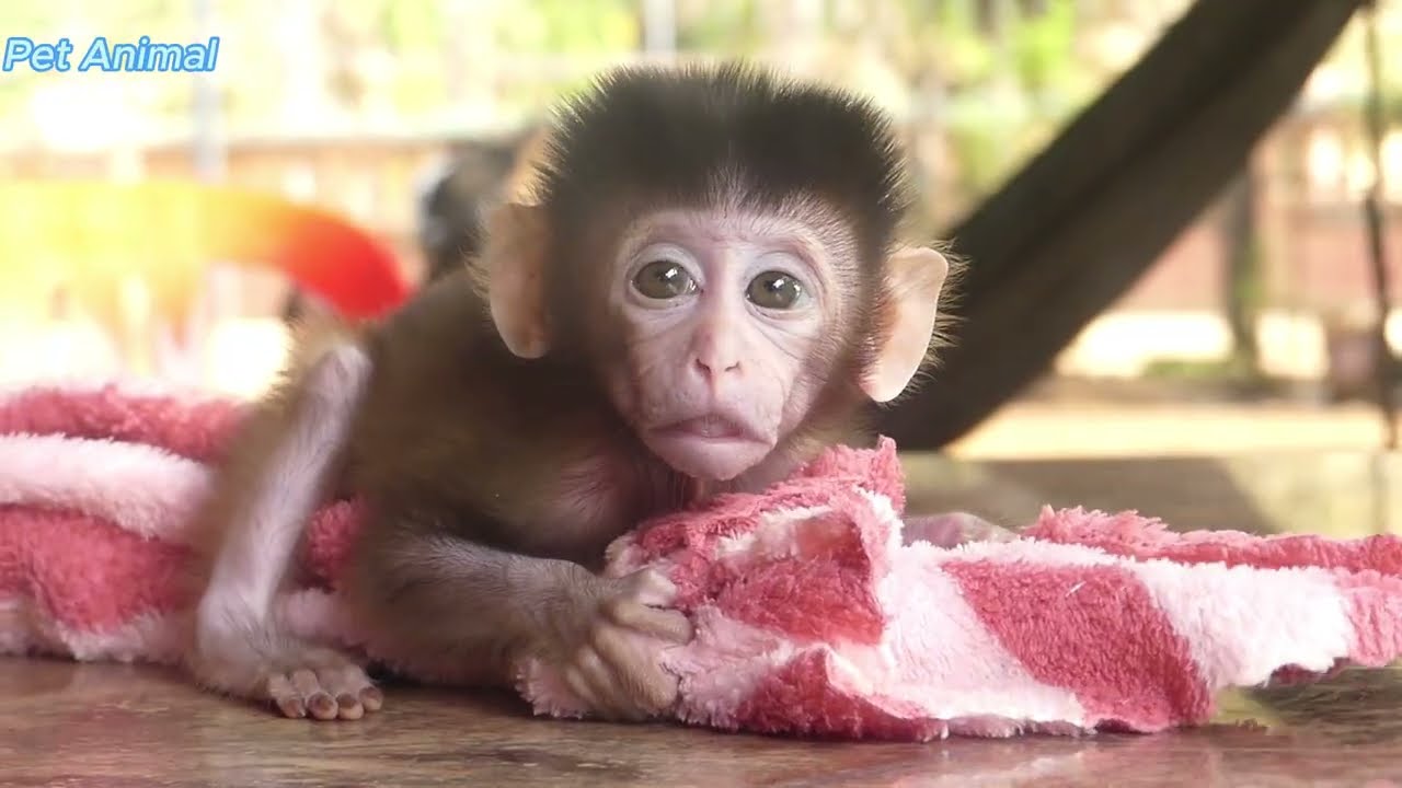 The sad little monkey looks so cute and obedient to his mother - YouTube