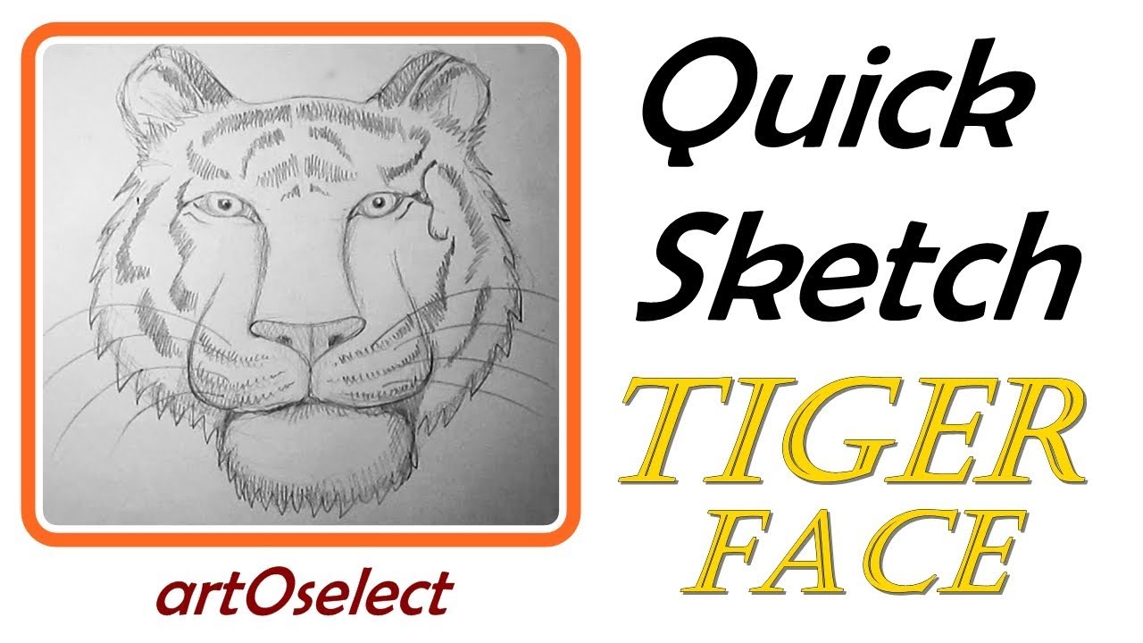 How to draw Tiger | Quick Pencil Sketch - YouTube