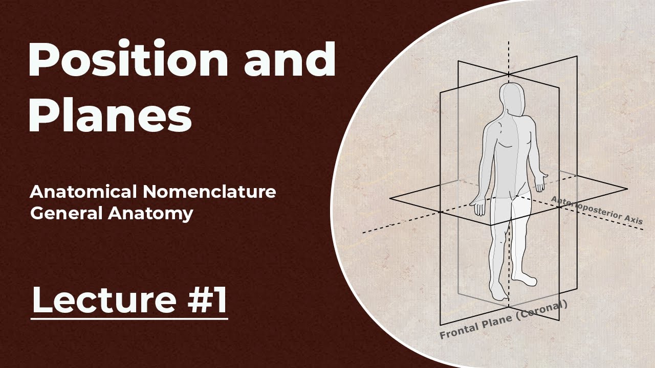 1. Position and Planes - Anatomical Nomenclature - Fast Revision - YouTube