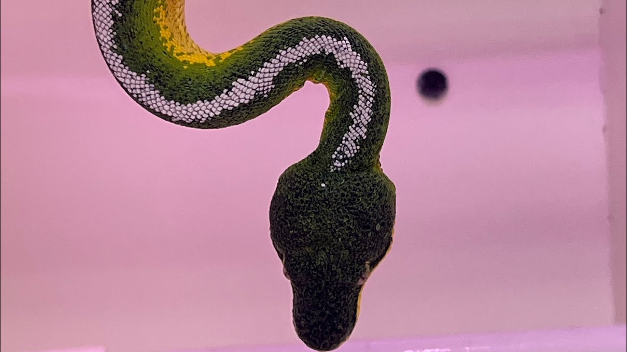 Emeralds , Boelens, Boiga and Midget Hypo Water Monitors. Bubblegum Vid ...