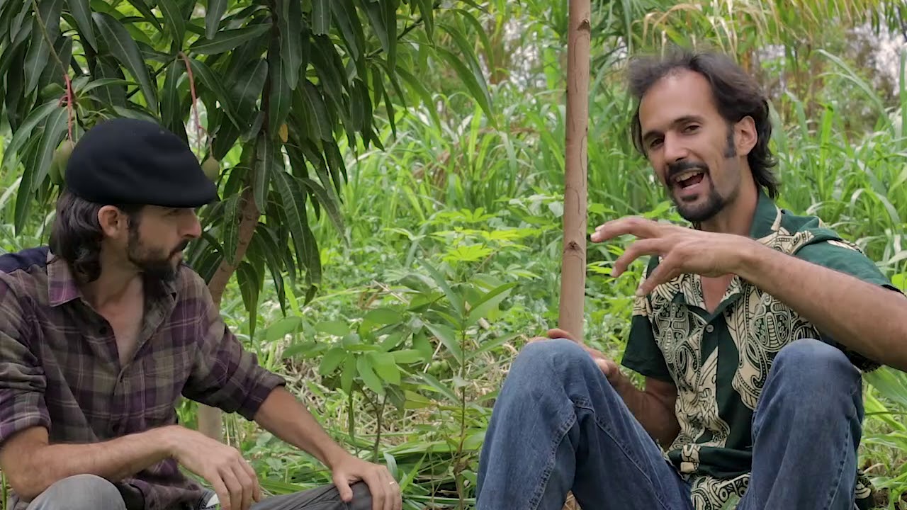 AGROFORESTRY COURSE | Lesson 10, Module 3 - Succession of Species ...