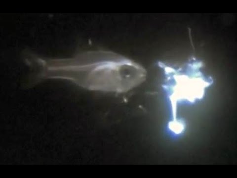 Fish spit light - YouTube
