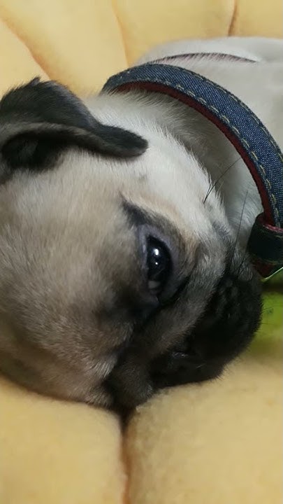 Sniper Pug, after the war He just wasn't the same.... - YouTube