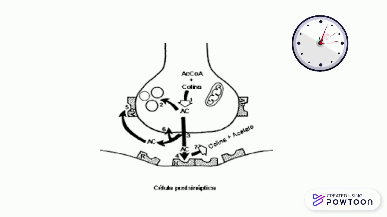 Sinaptogenesis - YouTube