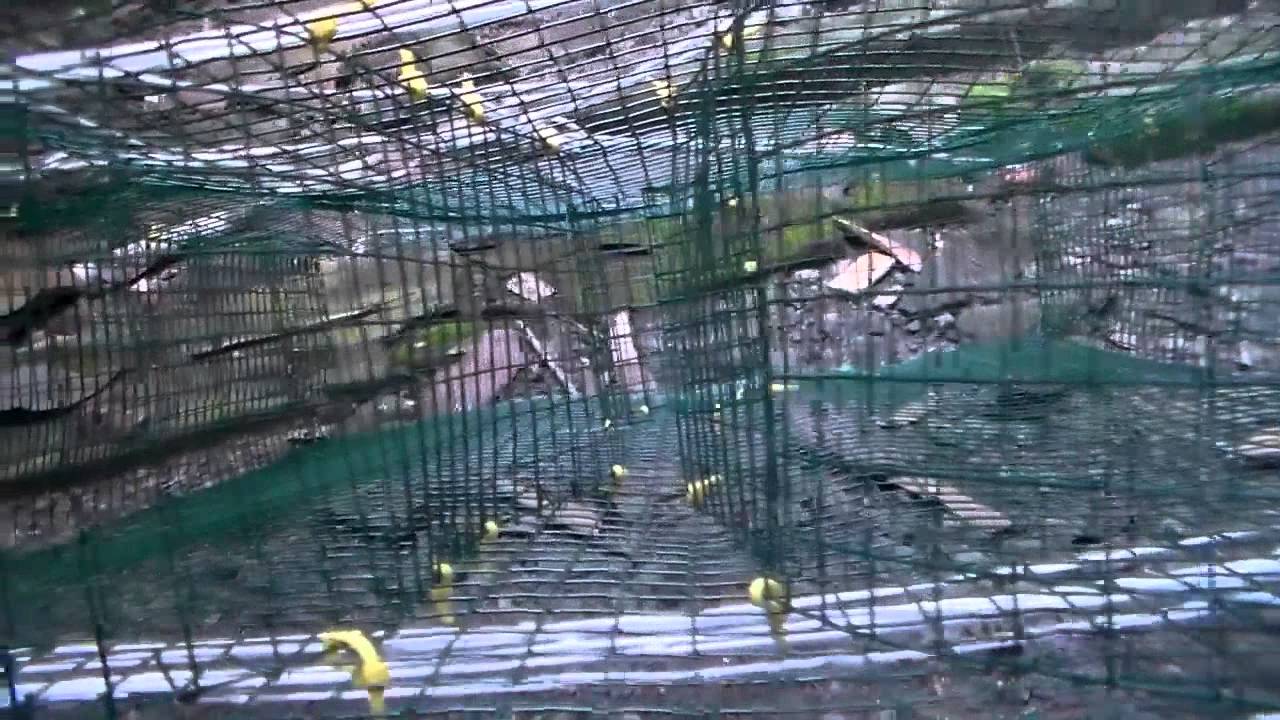 MY DIY FISH TRAP - YouTube
