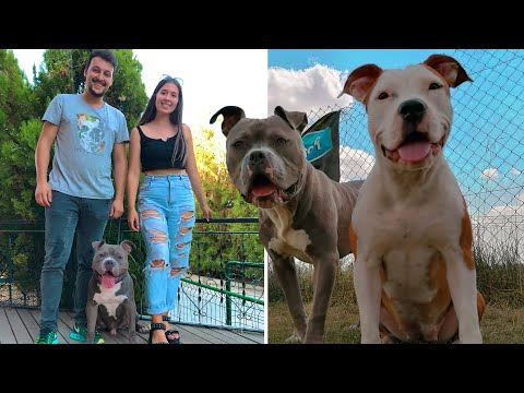 KÖPEĞİM MEZUN OLDU! 🐶🎓 | Köpek Eğitimi