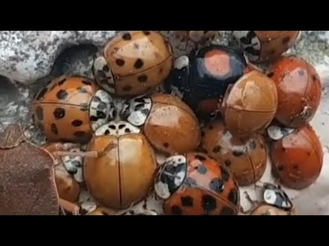 Lady Bug 🐞 and Grasshopper 🦗 - YouTube