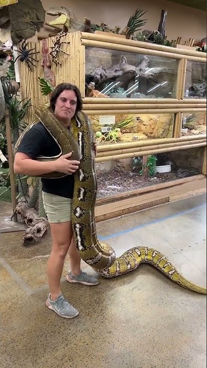 Wow she is big an beautiful and a handful 😱big Reticulated python, they ...