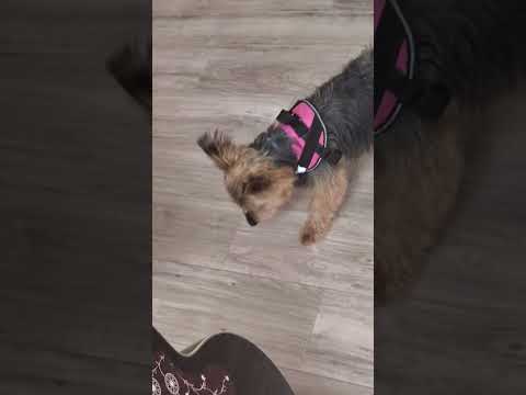 Skrunky's Major Infraction - YouTube