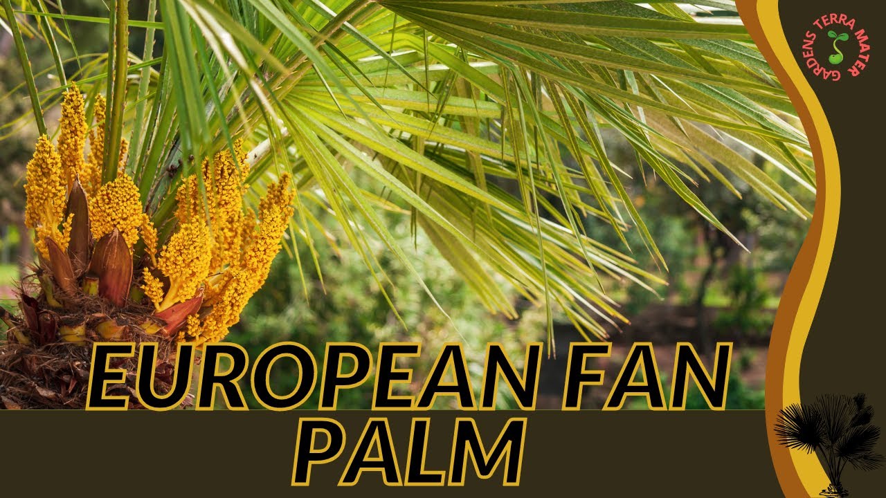 EUROPEAN FAN PALM Information & Growing Tips! (Chamaerops humilis ...
