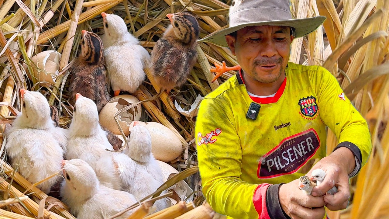 Nacieron MUCHOS POLLITOS de Gallina Guinea en nuestra Granja | Don ...