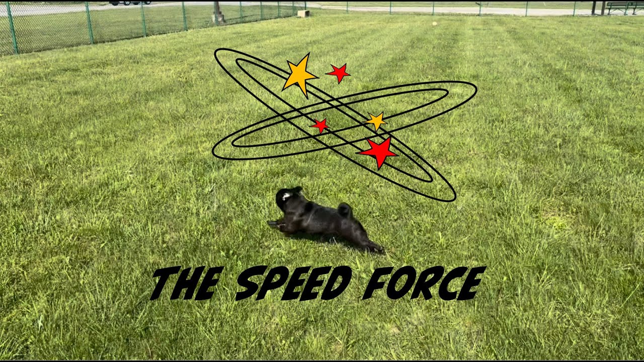 Pug Exercise - YouTube