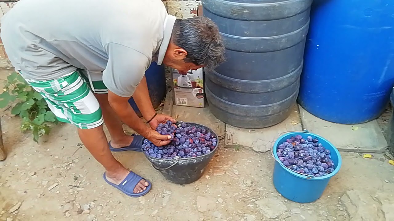 Moravka sljiva - YouTube